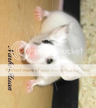 Post your pics of banded mice? | Pet Mice Forum