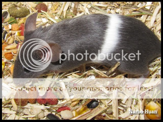 Post your pics of banded mice? | Pet Mice Forum