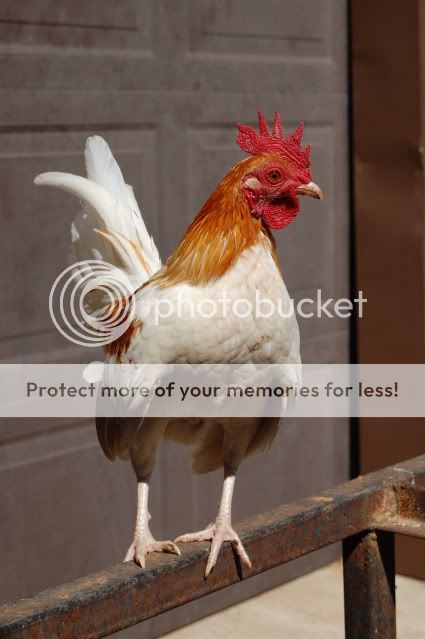 Need pics of Red Pyle chicks. Working on Red Pyle Ameraucana project ...