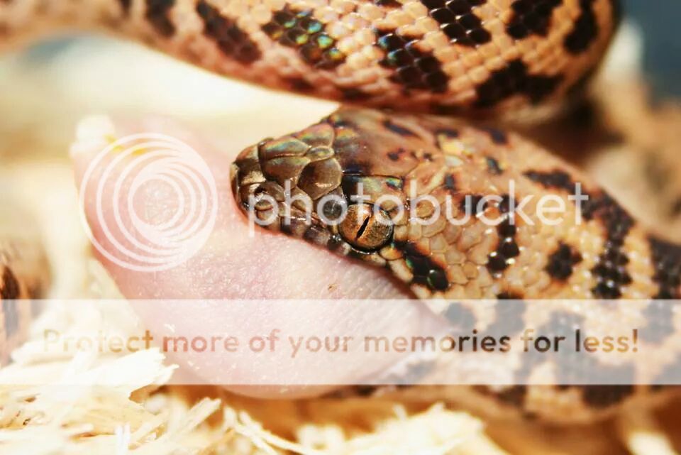 2 Spotted Pythons - Antaresia maculosa | Reptile Forums