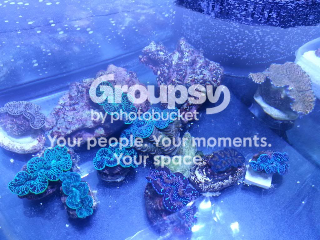 Show Me Your Clam Tank ! | Reef2Reef