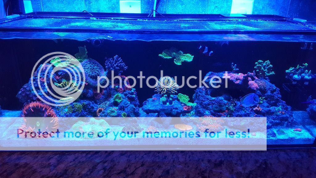 Build Thread - My Innovative Marine Fusion 30L | REEF2REEF Saltwater ...