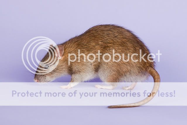Twee wilde rattenmeisjes • Bokt.nl