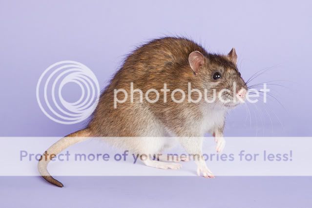 Twee wilde rattenmeisjes • Bokt.nl