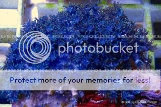 Sympodium??? Fun new blue coral! - Reef Central Online Community