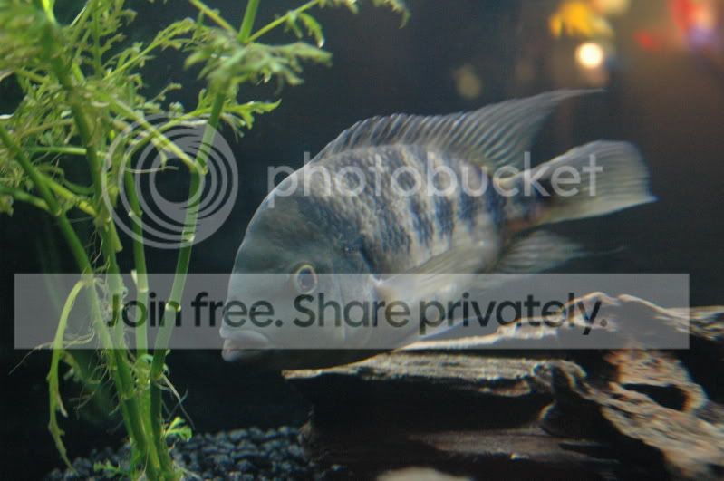 Chancho Female vs. Male differences | MonsterFishKeepers.com