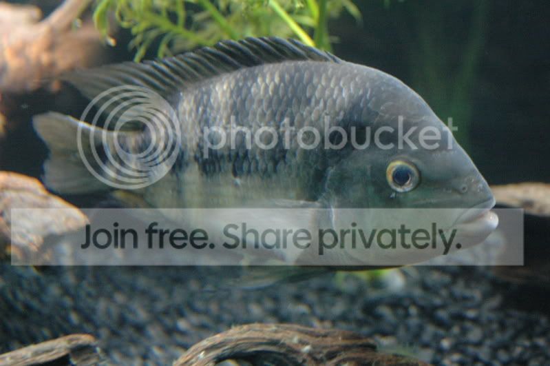 Amphilophus Chancho | MonsterFishKeepers.com