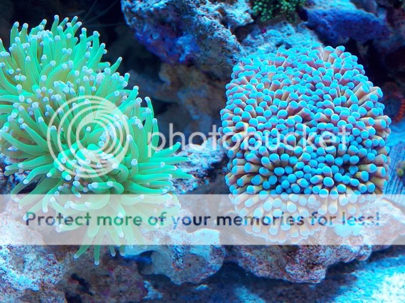 What are the rarer colors for a torch coral? | Reef2Reef